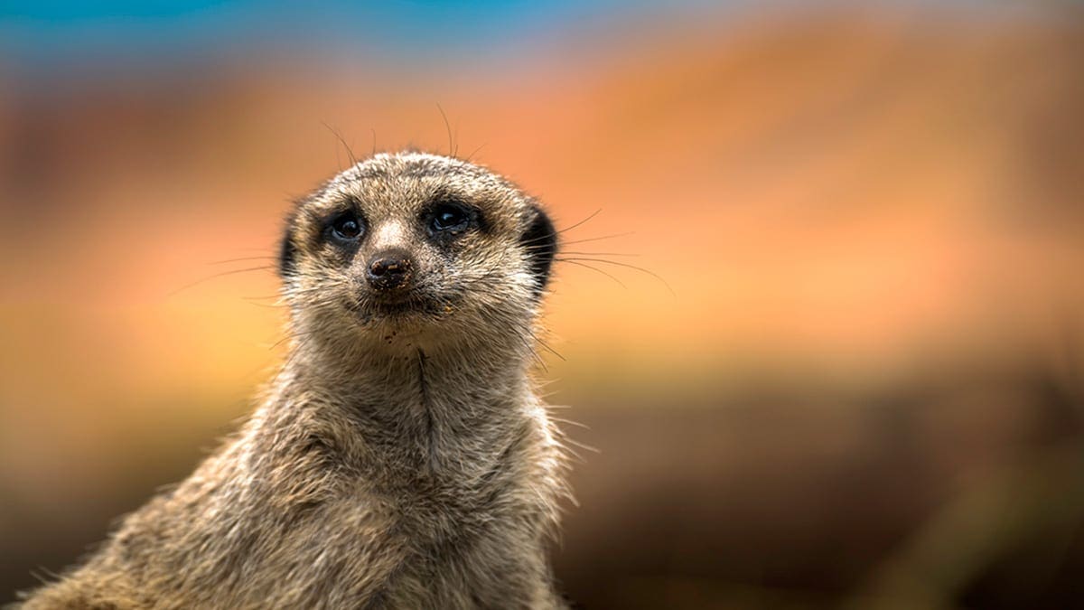 Meerkats are so human - Meercats for life - 2HotTravellers Travel Blog